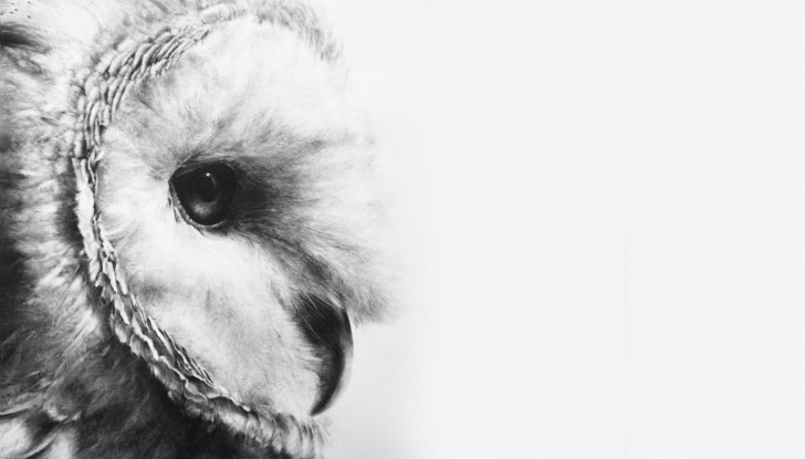 Awesome Graphite Pencil Artists Ideas Realistic Pencil Drawings Of Wild ...