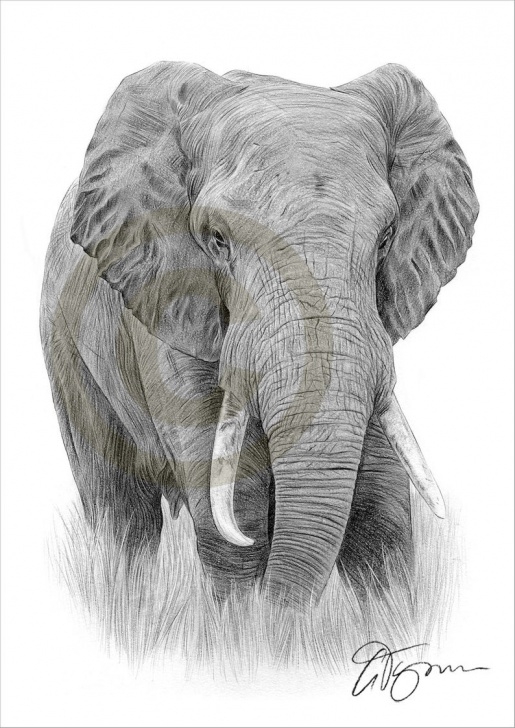 Fascinating Elephant Pencil Drawing Step by Step Elephant Pencil ...