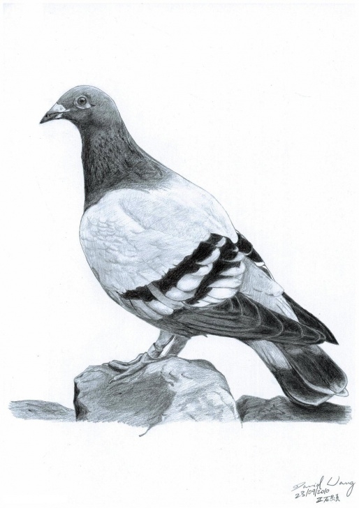Pigeon Pencil Drawing | ProDrawingClub - Pencil Art Drawing