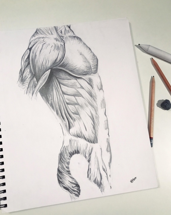 Human Body Pencil Drawing | ProDrawingClub - Pencil Art Drawing