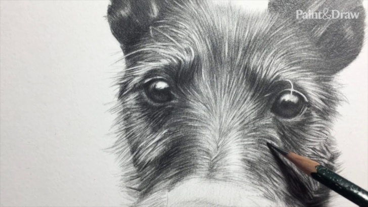 Shading Drawing Of Animals | ProDrawingClub - Pencil Art Drawing