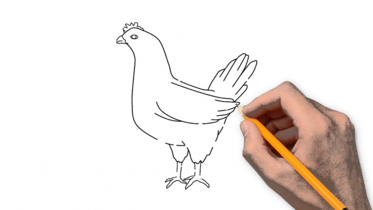 Marvelous Chicken Pencil Drawing Free Chicken Animals Pencil To Draw ...