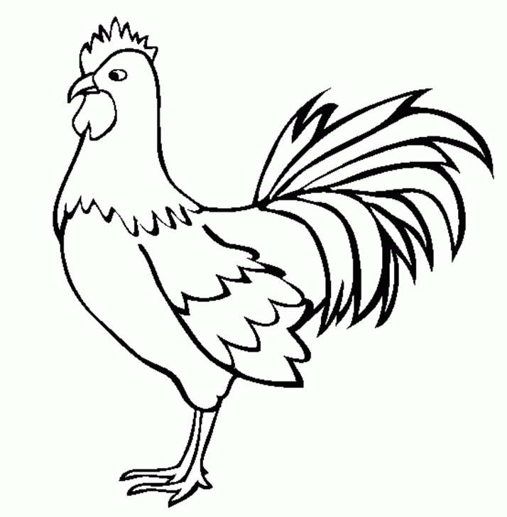 Awesome Hen Pencil Drawing Step by Step Clipart Of Hen India Pencil And ...