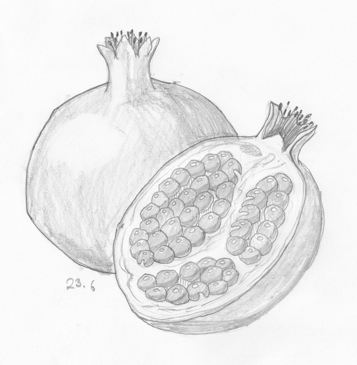 Pomegranate Pencil Drawing | ProDrawingClub - Pencil Art Drawing