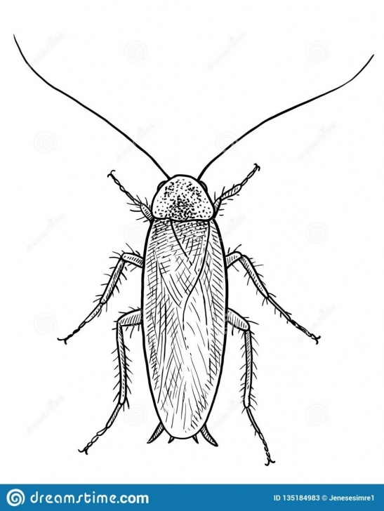 Cockroach Pencil Drawing | ProDrawingClub - Pencil Art Drawing