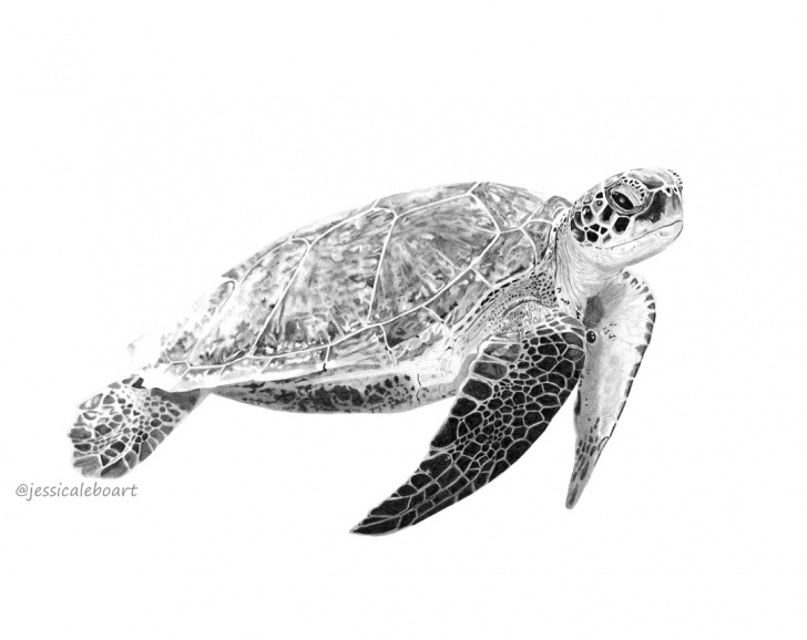 Turtle Pencil Drawing | ProDrawingClub - Pencil Art Drawing