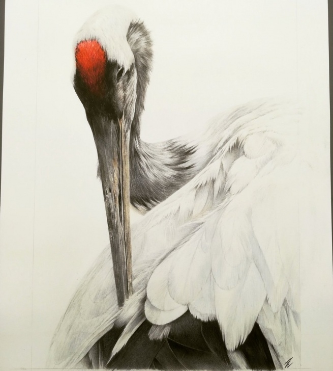 Alan Woollett Art | ProDrawingClub - Pencil Art Drawing