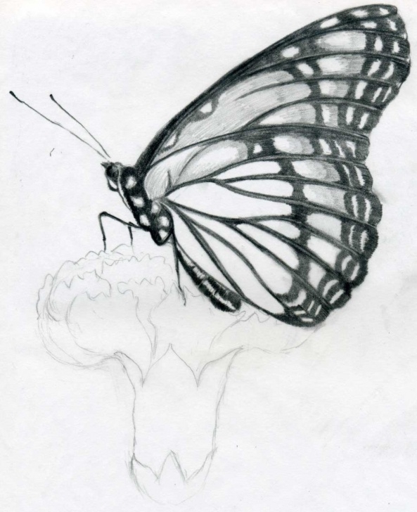 Butterfly Drawings In Pencil | ProDrawingClub - Pencil Art Drawing