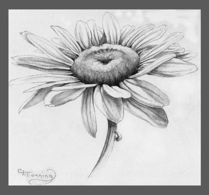 Marvelous Daisy Pencil Drawing Step by Step Daisy Drawings | Pencil ...
