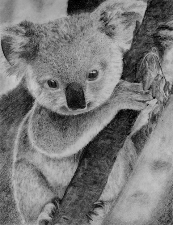 Stunning Koala Pencil Drawing Ideas Koala Pencil Drawing | Drawing ...