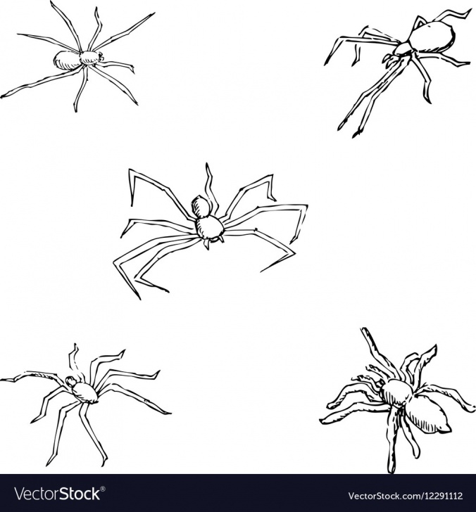 Spider Pencil Drawing | ProDrawingClub - Pencil Art Drawing