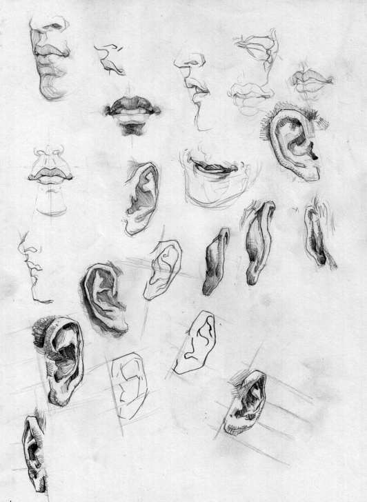 Pencil Sketch Of Human Body Parts | ProDrawingClub - Pencil Art Drawing