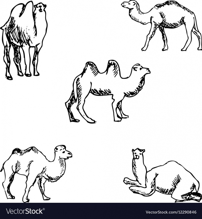 Wonderful Camel Pencil Drawing Simple Camels A Sketch By Hand Pencil ...