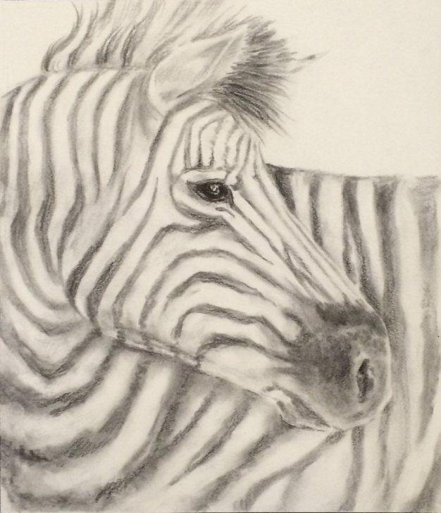 Wonderful Zebra Pencil Drawing Ideas Pencil Drawing, Zebra ...
